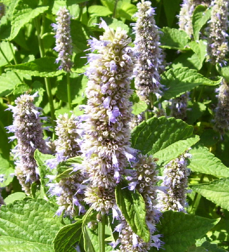 Anise Hyssop – Fragrant Fields