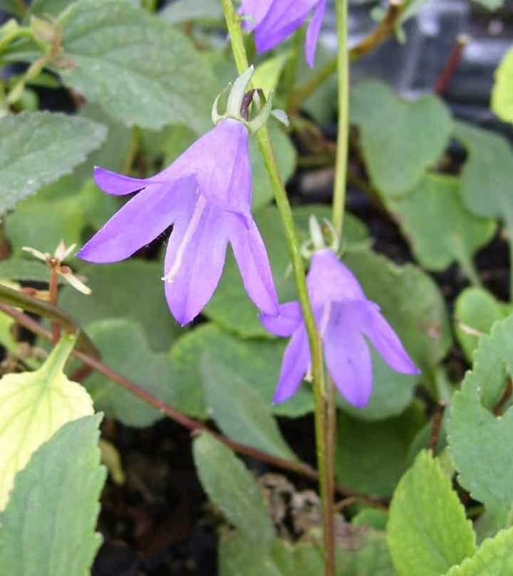 Products – Page 7 – Fragrant Fields