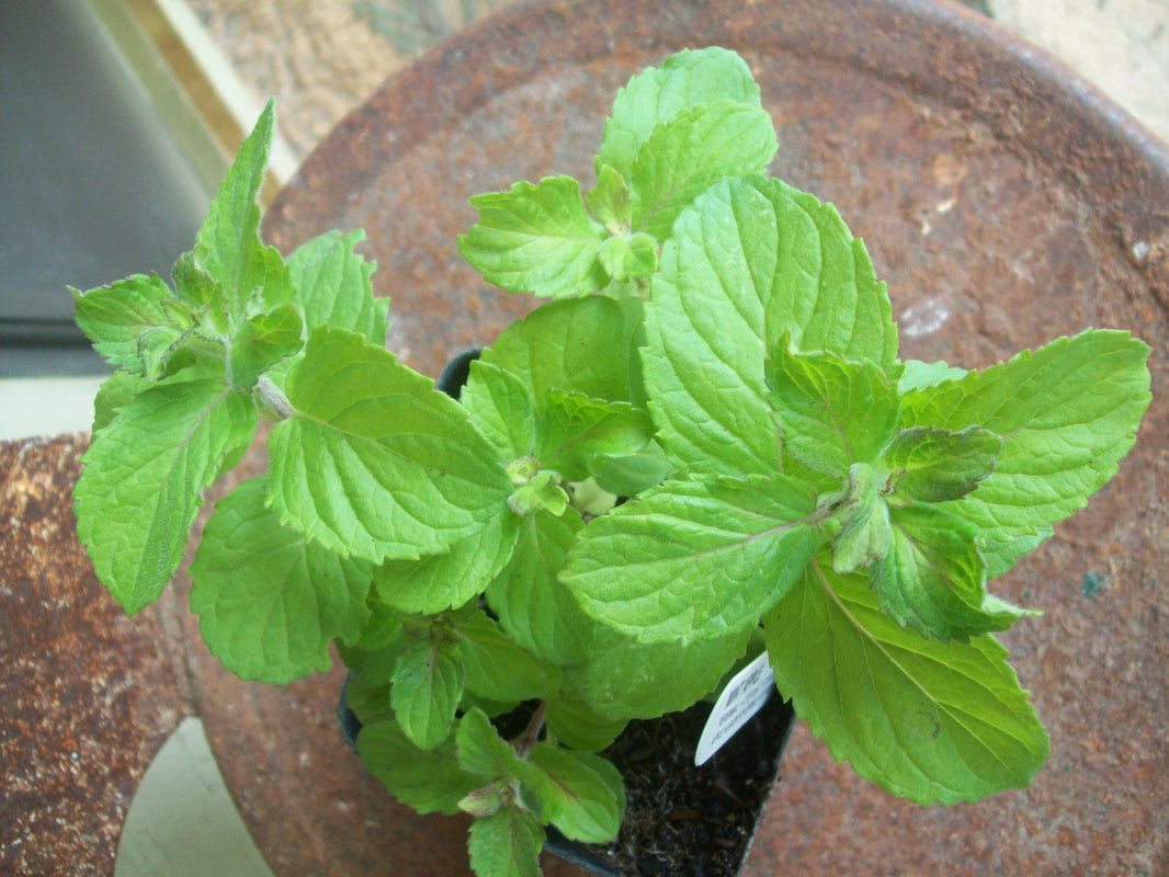 Mints – Fragrant Fields