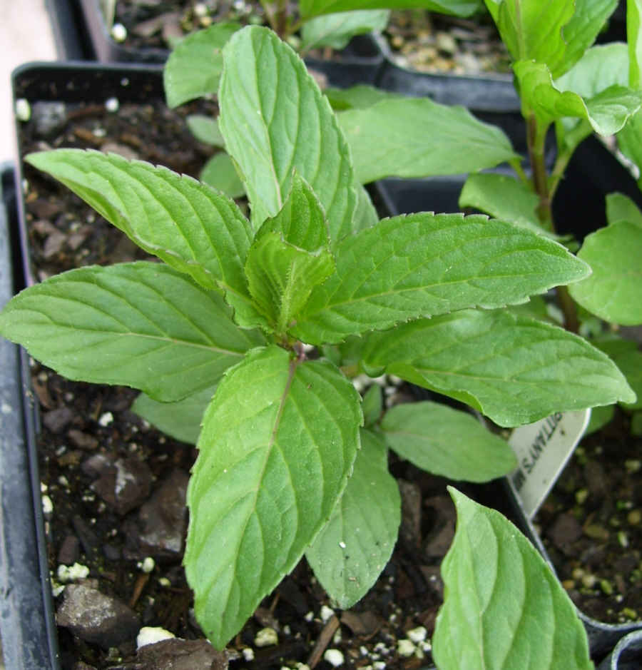 Mint, Brittney Mint Patty – Fragrant Fields