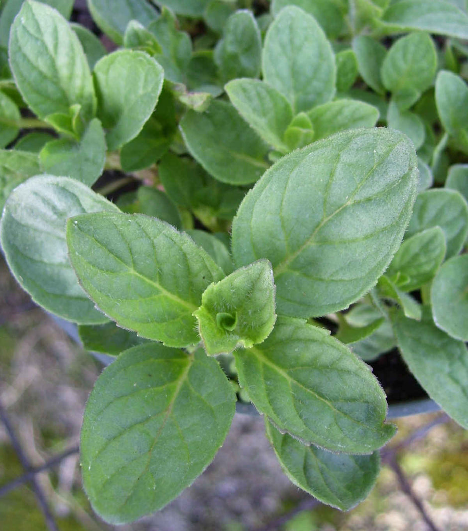 Products – Page 9 – Fragrant Fields