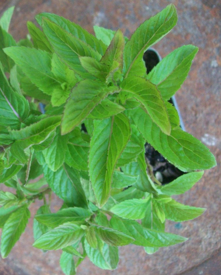 Mint, Fruit Salad – Fragrant Fields