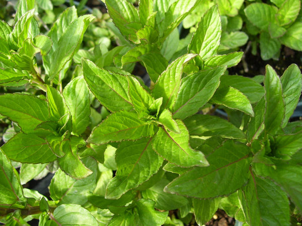 Mint, Fruit Sensations – Fragrant Fields