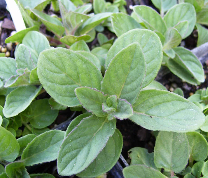 Mint, Hillary's Sweet Lemon – Fragrant Fields