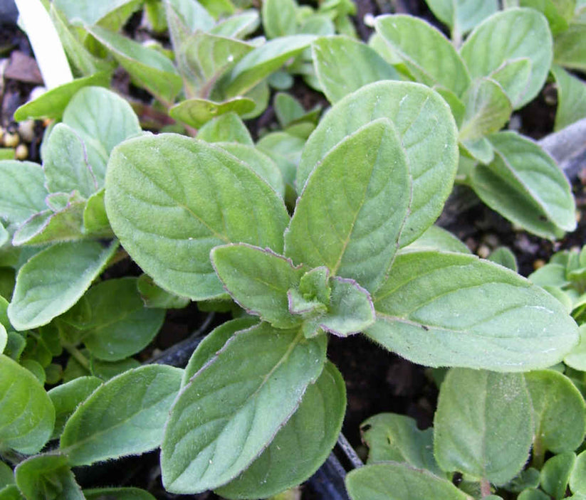 Mint, Hillary's Sweet Lemon – Fragrant Fields