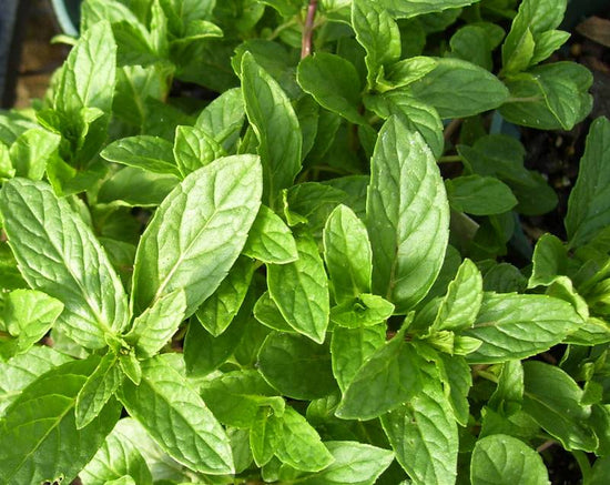 Mint, Iced Hazelnut – Fragrant Fields