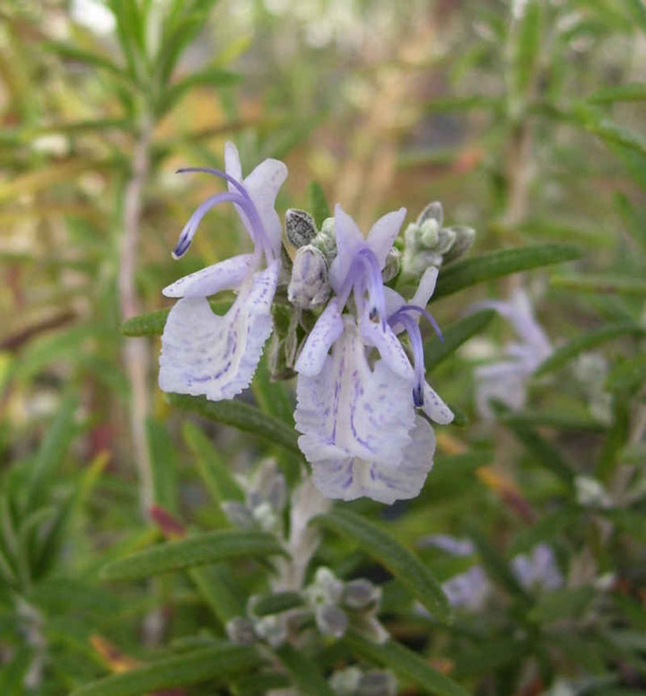 Products – Page 12 – Fragrant Fields